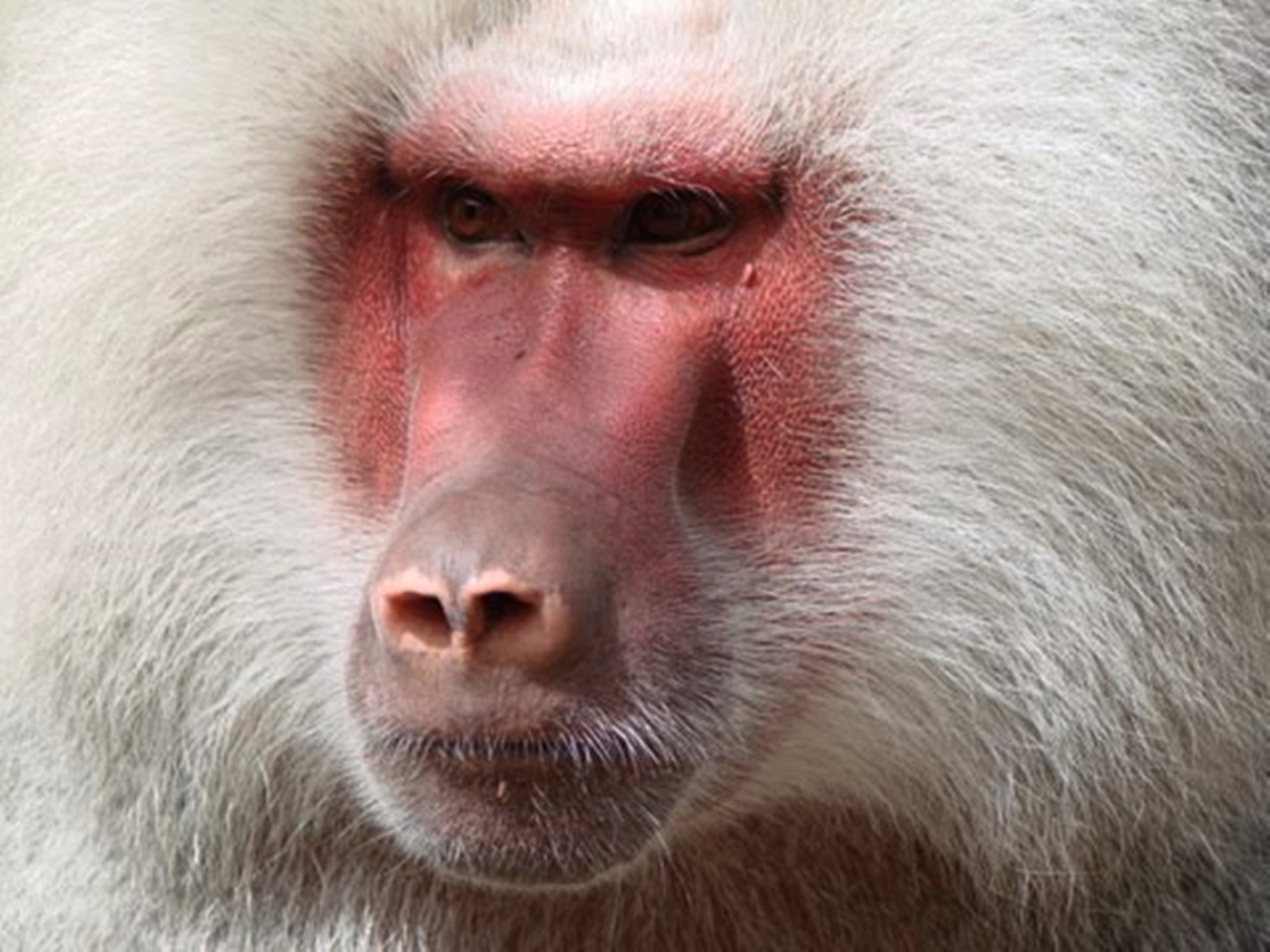 Blog do Edu Ambiental: Babuíno