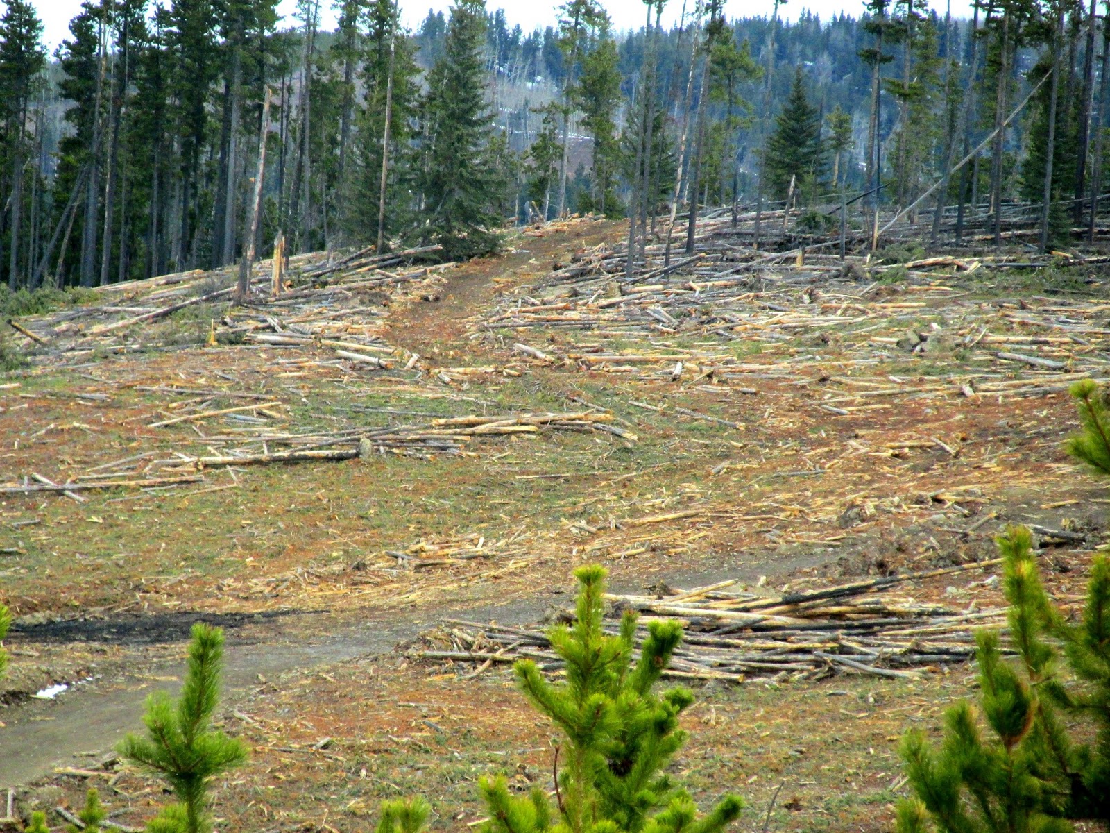 The Passionate Hiker: Long Distance Trail: Logging Pictures