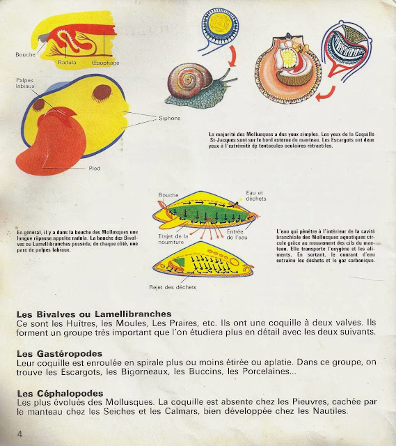 Leçons de choses: Mollusques et crustacés