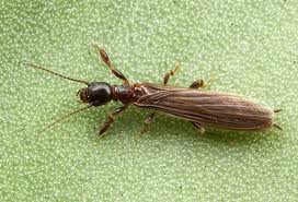 Webspinner - Insects Morphology