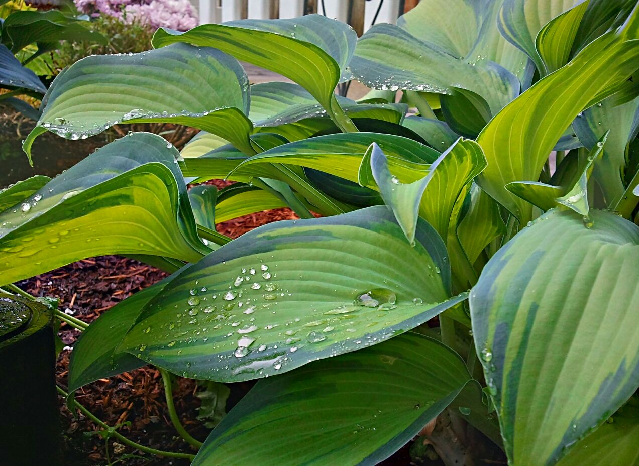 May In The Pacific Northwest… – twelveOeight