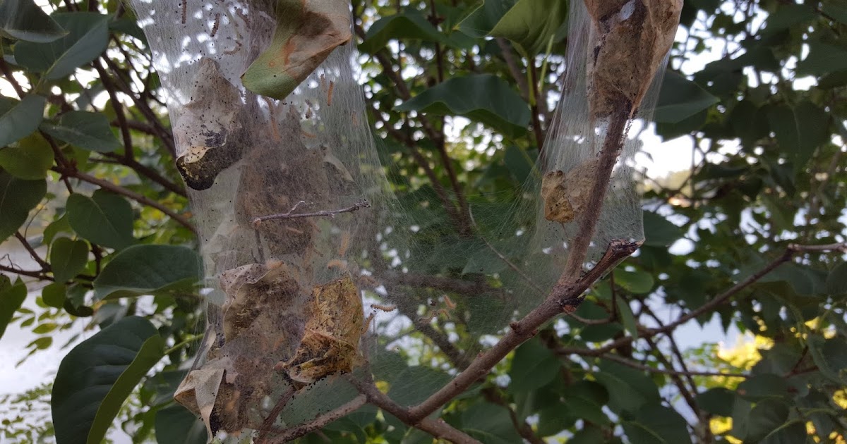 WSDA AgBriefs: Fall Webworms Spinning Their Webs