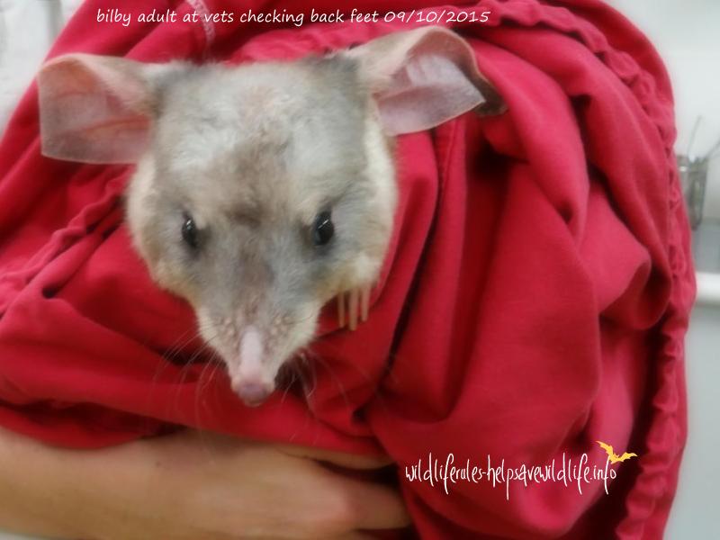 Bilby adult and babies 09/10/2015