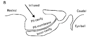 Histology 3500 Blog 1 Tissue Choice: Pit Organs in Snakes