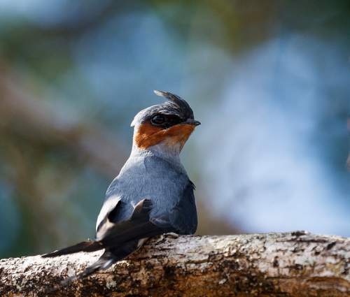 Crested treeswift | Birds of India | Bird World