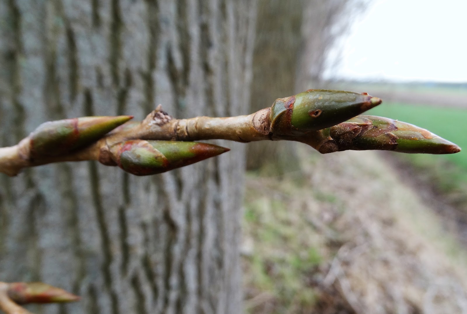 oog voor de natuur: Bij takken van populier (Populus x canadensis), die ...