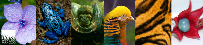 Ultra awesome: Ultraviolet eyesight in animals