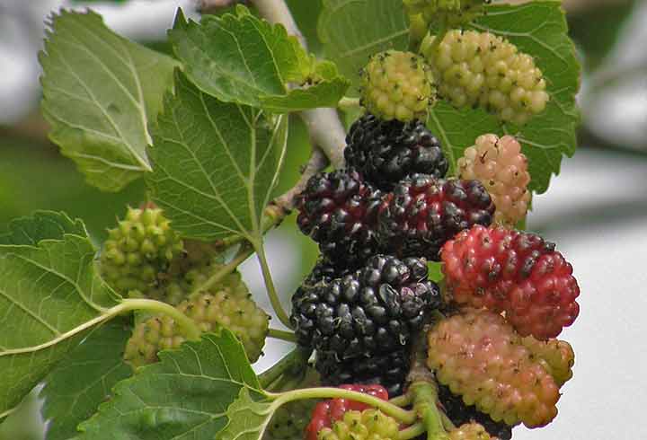 Plante Medicinale - pentru sanatatea ta!: Dud