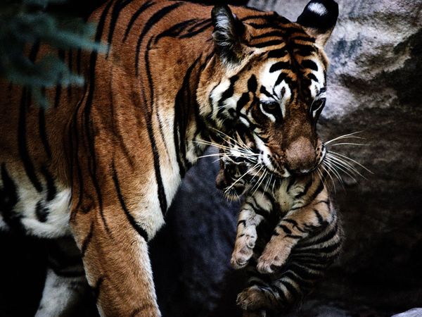 Gran Burrone - L'Ultima Dimora Accogliente: Michael "Nick" Nichols: una ...