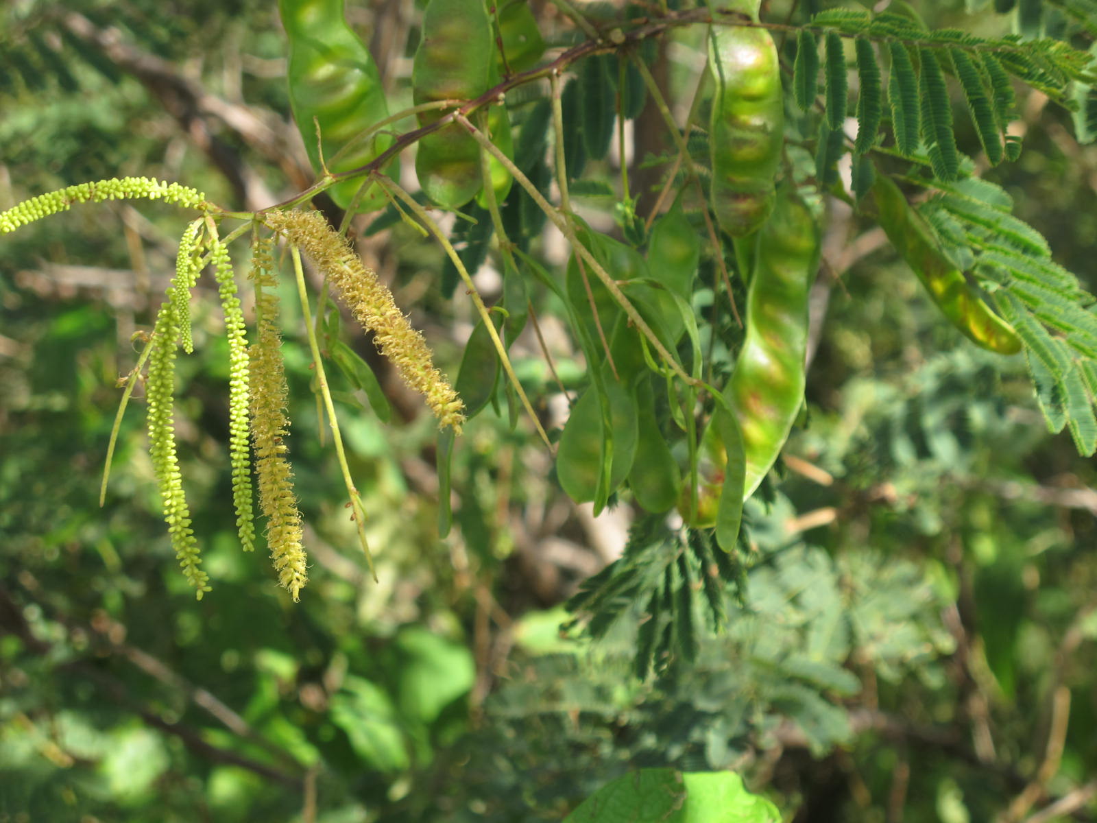 Fabaceae - Leguminosae no Brasil: Fabaceae - Piptadenia retusa (Jacq ...