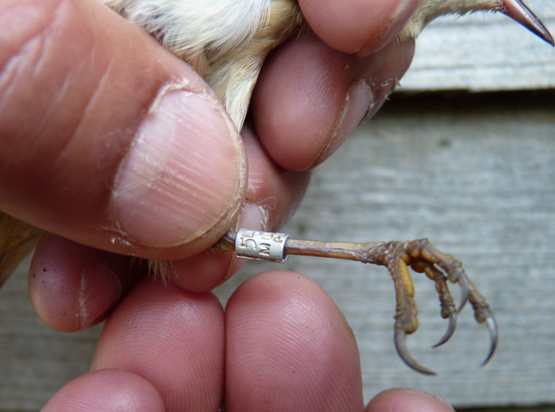 Axe Estuary Ringing Group: What Is Bird Ringing