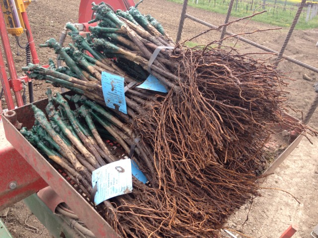 Weingut Kollwentz - Römerhof: Mai 2013