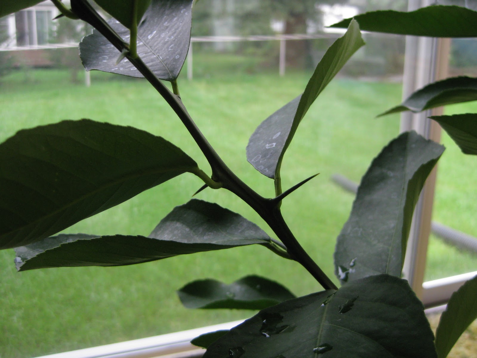 Suburban Gardening Experimentation: My Lemon is Thorny
