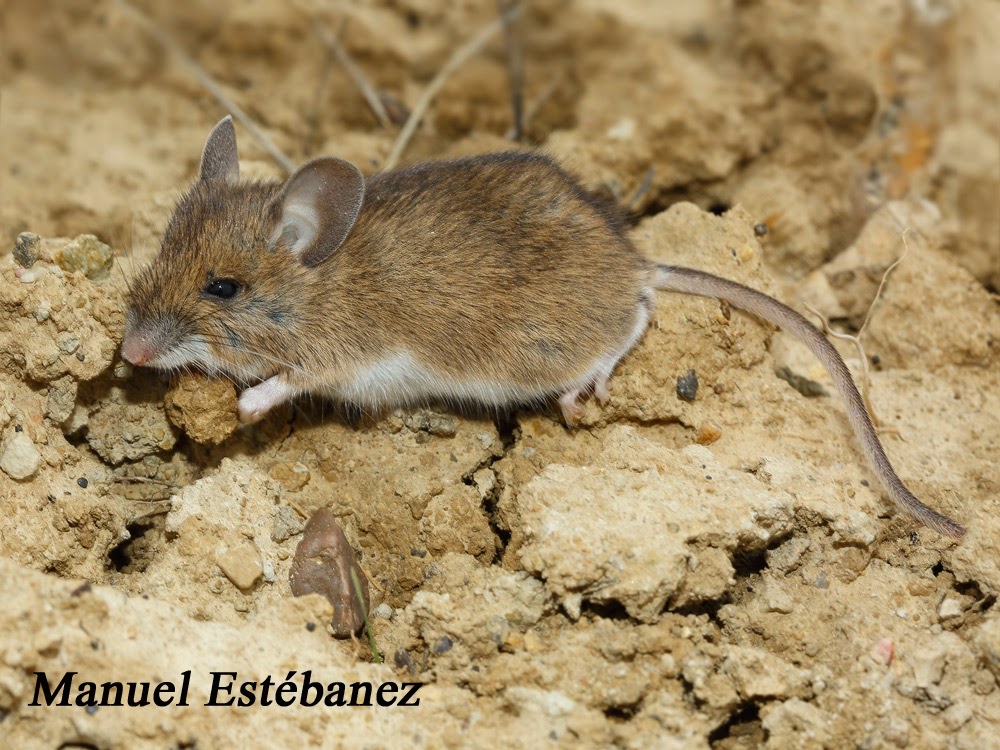 Miradas Cantábricas: Ratón de campo (Apodemus sylvaticus)