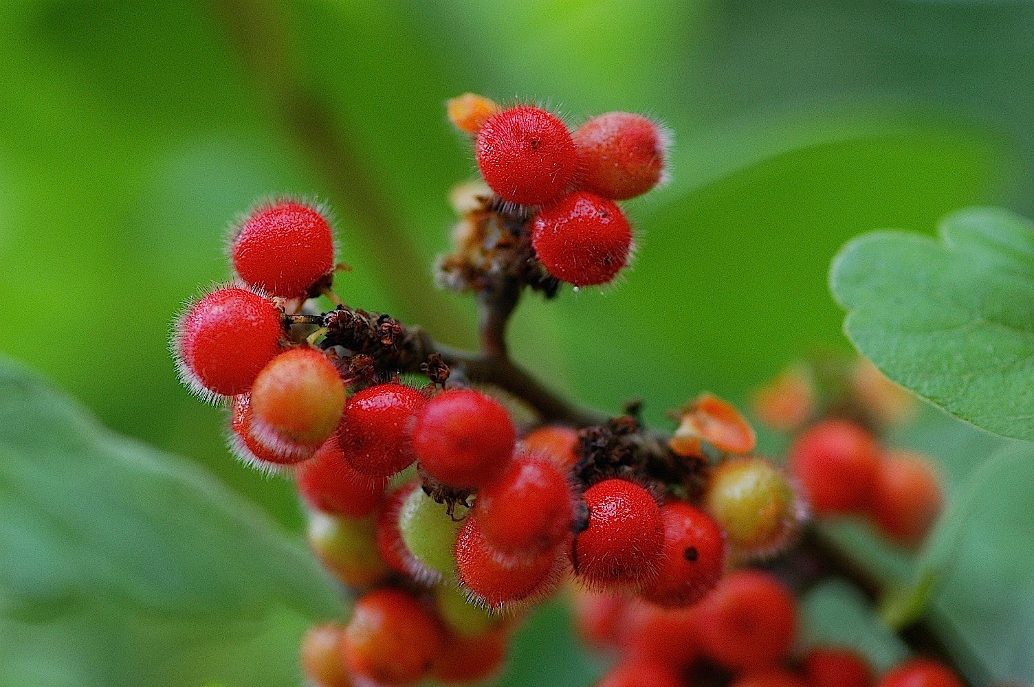 Field Biology in Southeastern Ohio: Sumacs of Ohio