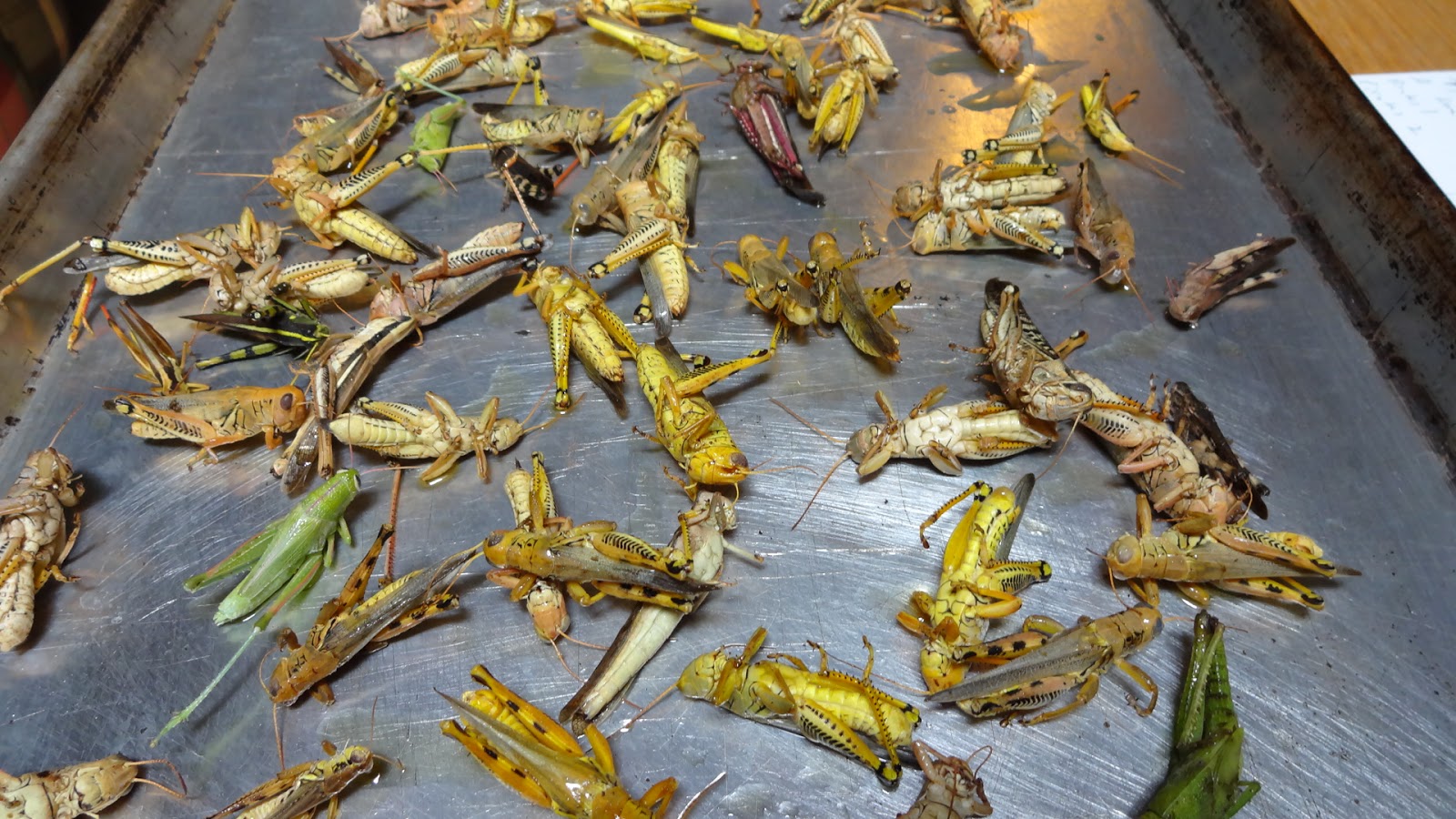 John The Baptist Eating Locusts And Honey