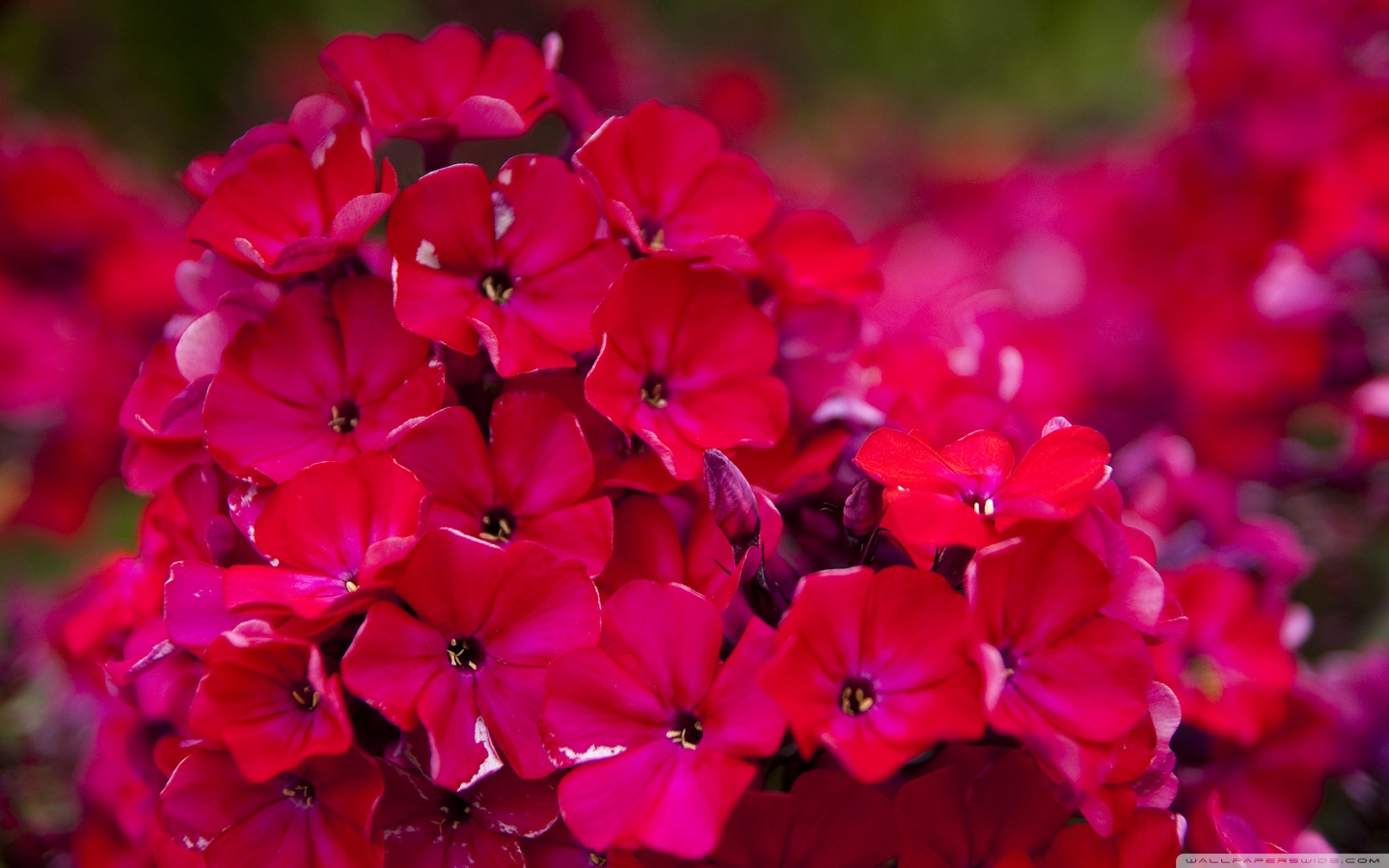 Best Pictures: Beautiful Flowres