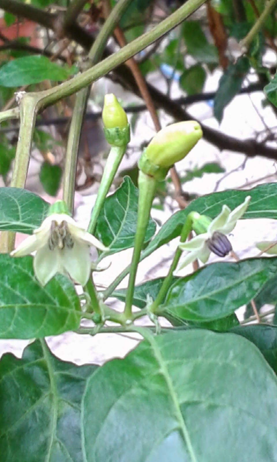 Mengenal Tanaman Cabai Rawit | Juragan Tanaman