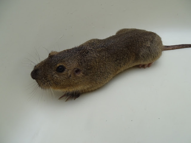 Naturalista Irreverente de Tehuacán: TUZA