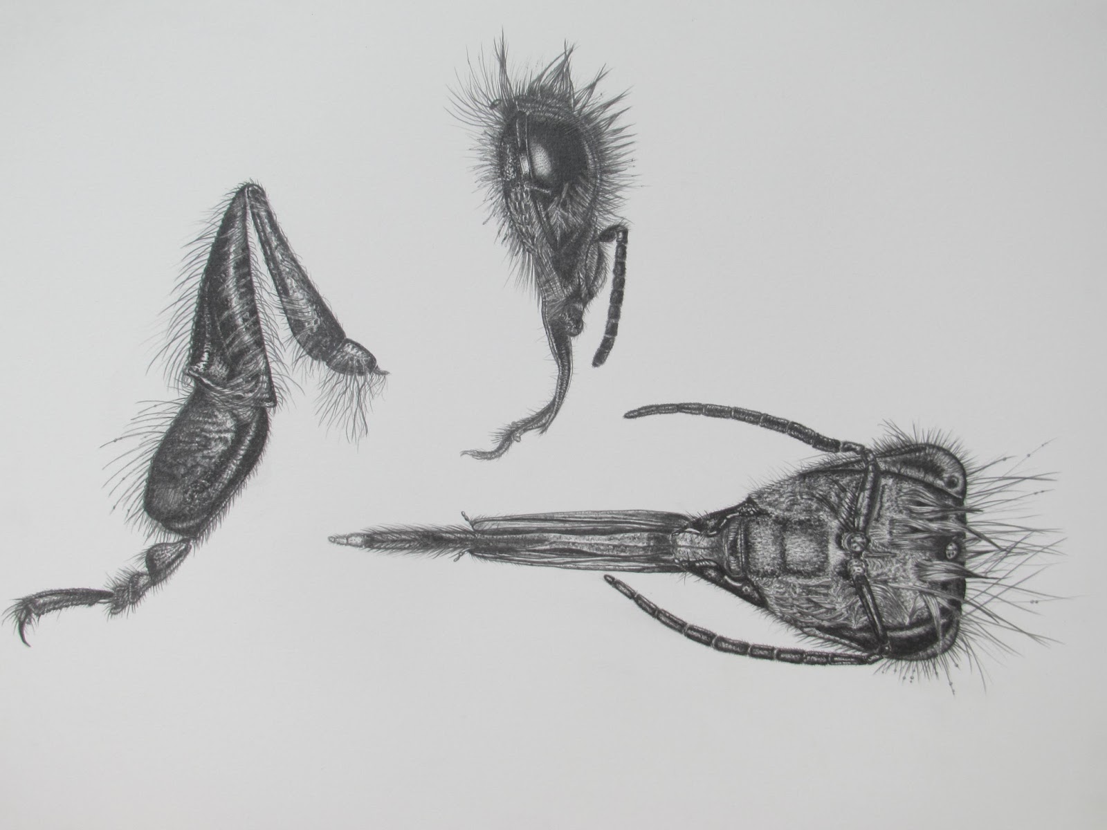 Cath Hodsman - Wildlife and Natural History Artist: A busy and ...