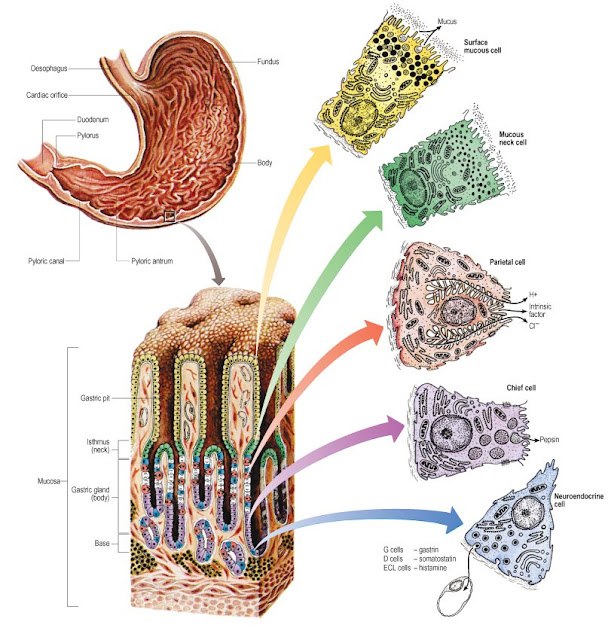 Histologi Gaster - Dokter Aneh