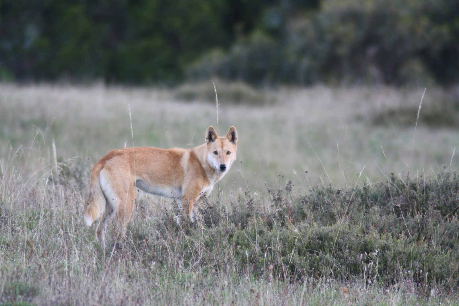 Dingo | The Life of Animals