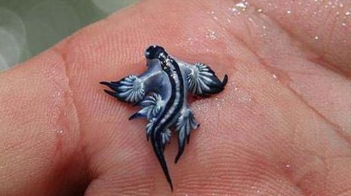 MUY INTERESANTE SPAIN: EL DRAGON AZUL, UNA EXTRAÑA CRIATURA MARINA