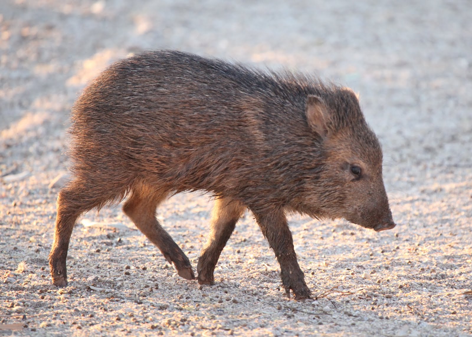 The Azure Gate: Javelina Piglets