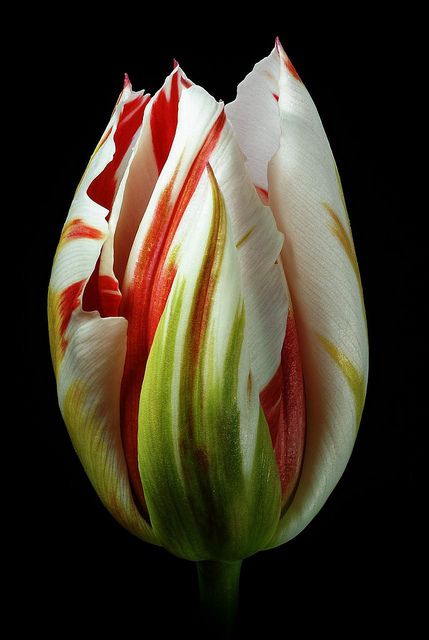 Amazing Flaming Tulip | Flowers and Gardens