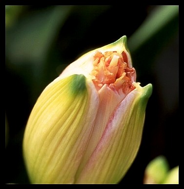 French Vocabulary Illustrated: bourgeon