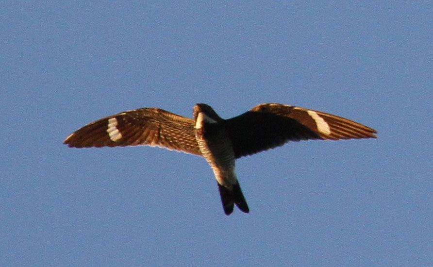 B.I.R.D.: Common Nighthawk Migration