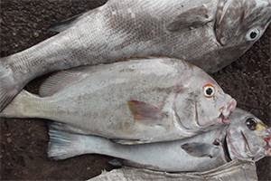 NEGOMBO SEAFOODS: Gal malu