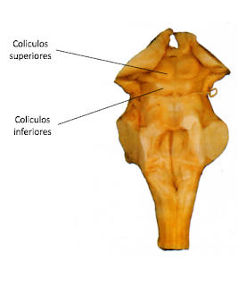 Atlas de neuroanatomía: junio 2018