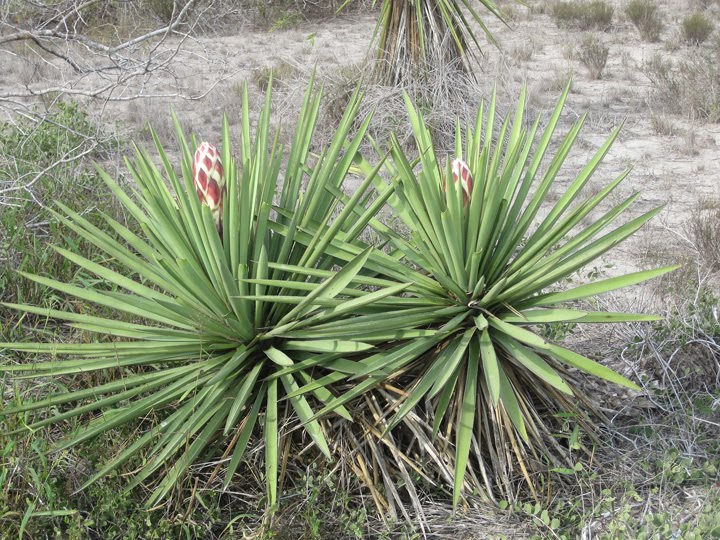 Mark & Teri's Travels: Spanish Dagger