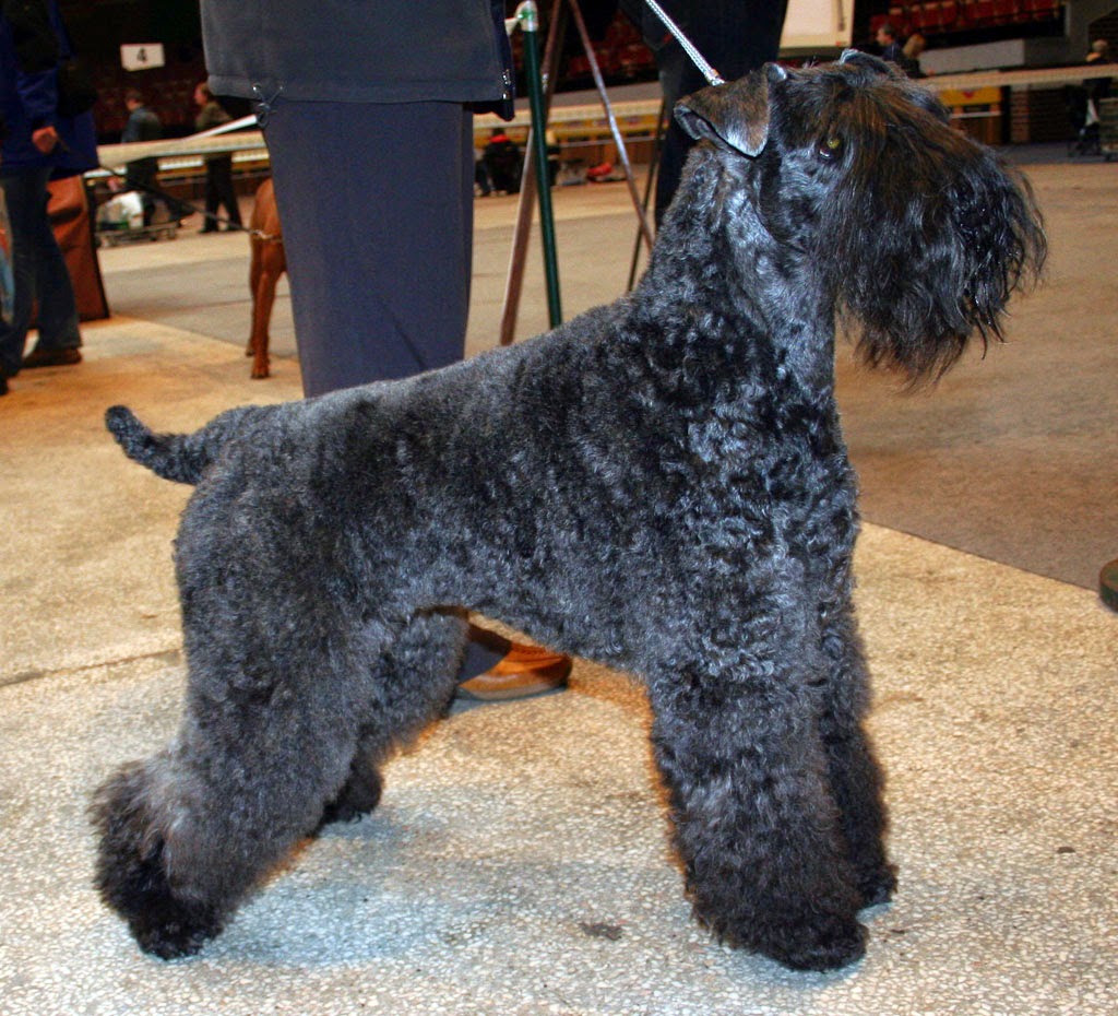 Kerry blue terrier