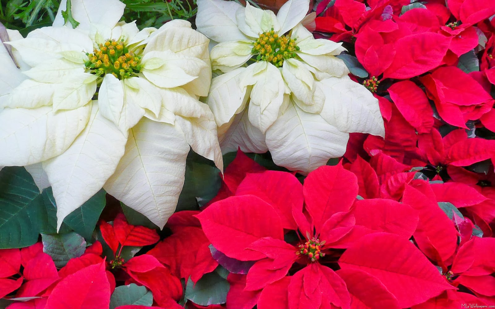 Flower Homes: Poinsettia Flowers