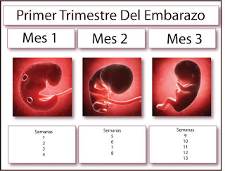 Mi Blog De Histo-Embriología: Desarrollo embrionario y fetal, formación ...