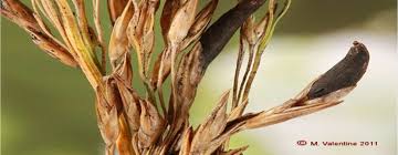 PHYCOPHYTA, MYOPHYTA – MYCOPHYTA