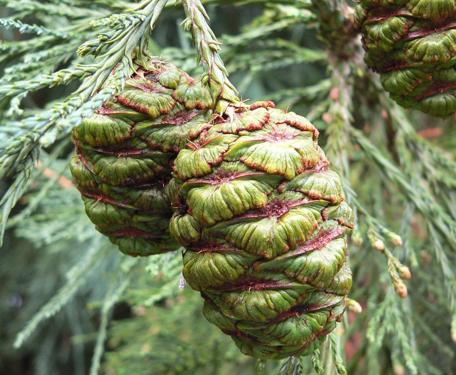 Trees Planet: Sequoiadendron giganteum – Big Tree – Mammoth Tree