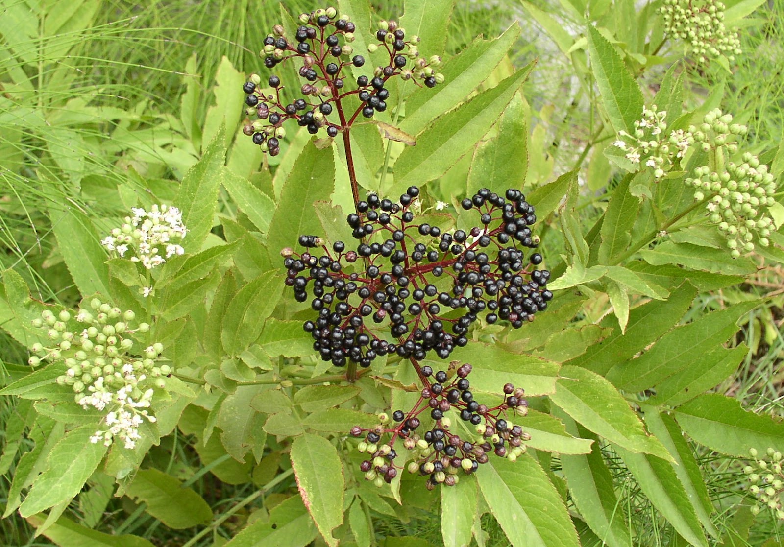 Bodzakérdések III. A zöld bodzabogyó kapri (laktofermentált) kérdései