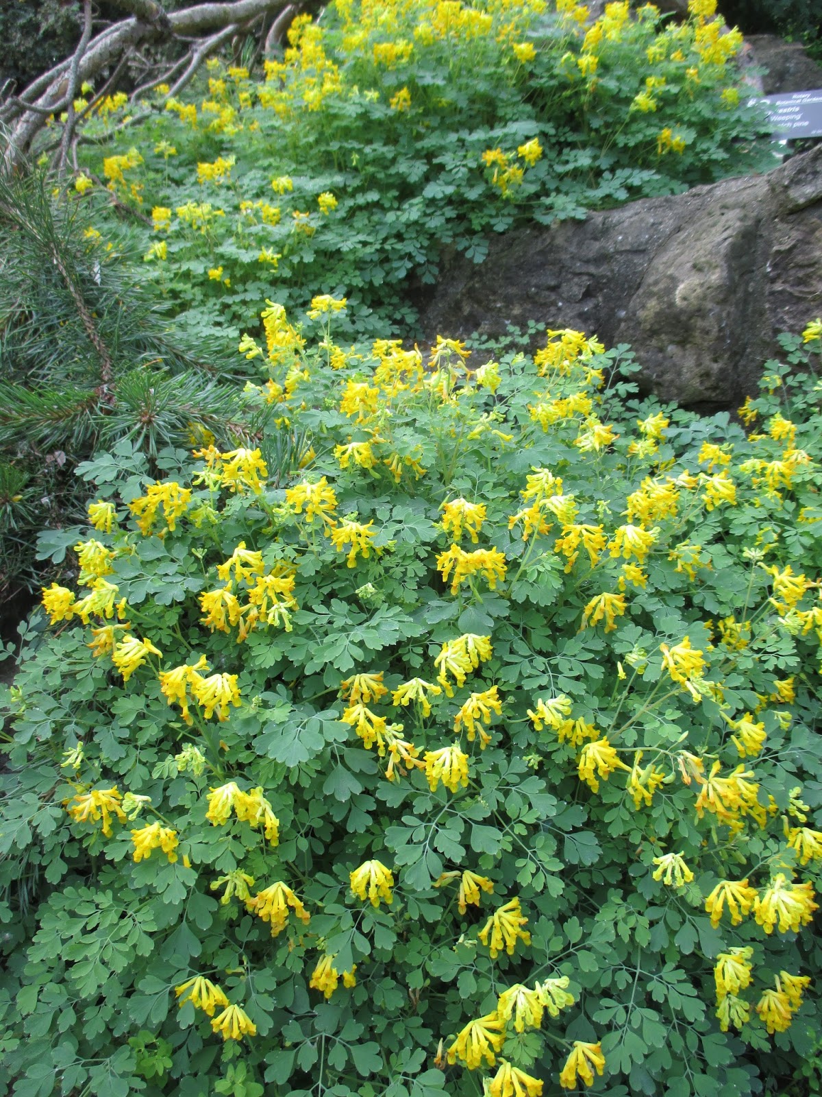 Rotary Botanical Gardens - Hort Blog: Visitation Surge!