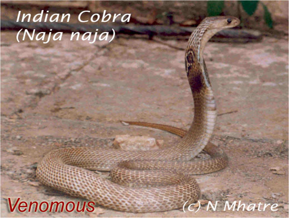 Dentistry and Medicine: Snake Bites Types,Diagnosis and Management ...