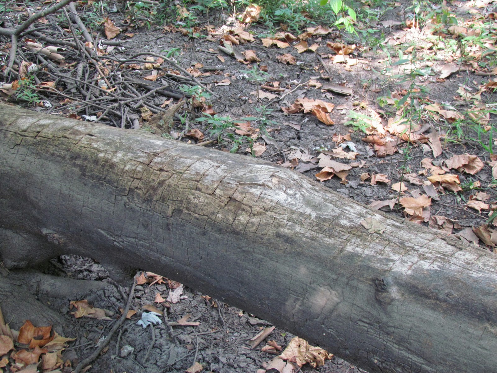 Wetland Hydrology Indicators: Water Marks