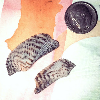 My Many Impressions: 15 of 30 Zebra Ark (Turkey Wing Shell)