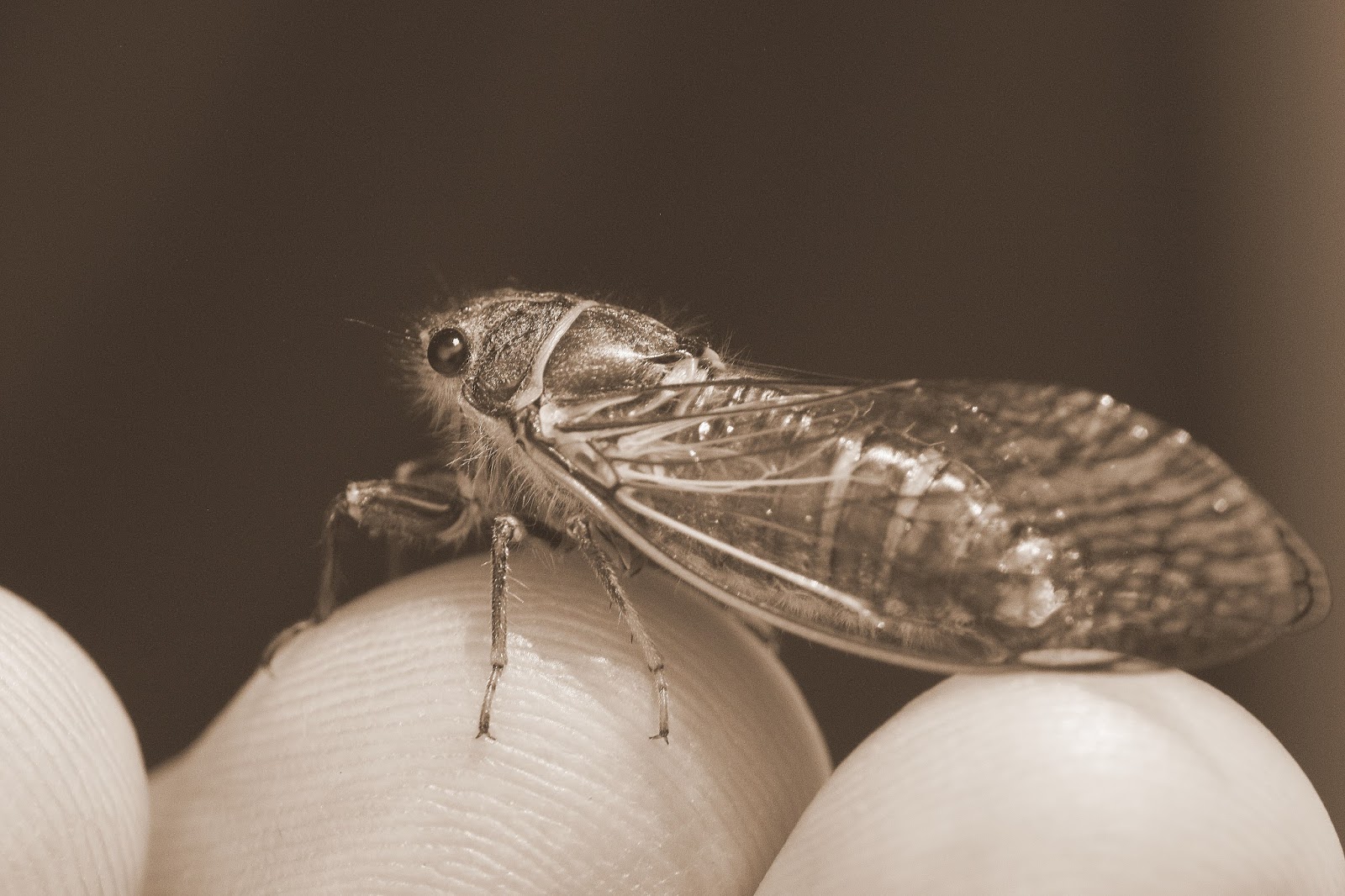 River Menace: The first big bug hatch