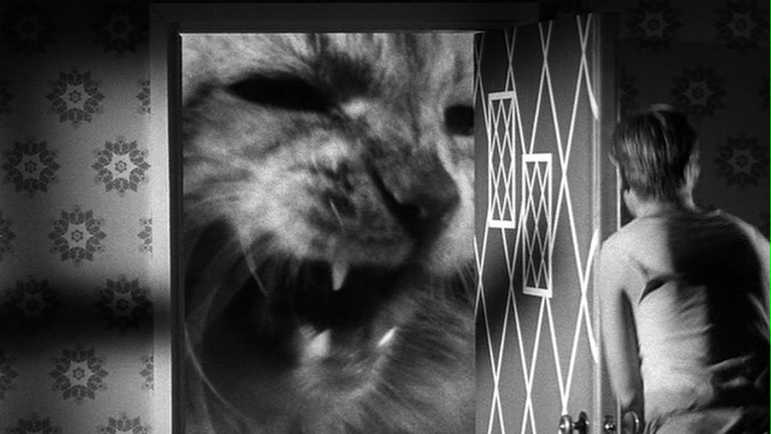 comics: Attack of the 50 Foot Cat