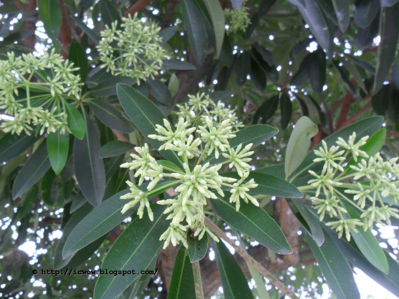 Devil Tree (ছাতিম ফুল) - Alstonia scholaris
