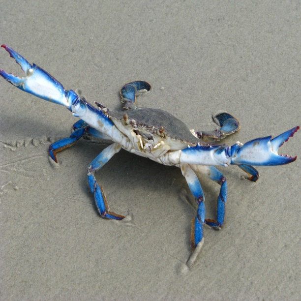 Ander 7 : Callinectes sapidus - Siri-azul