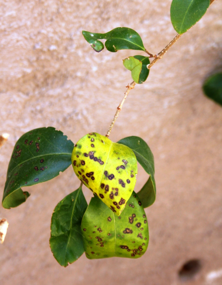 Privet Tree Leaves