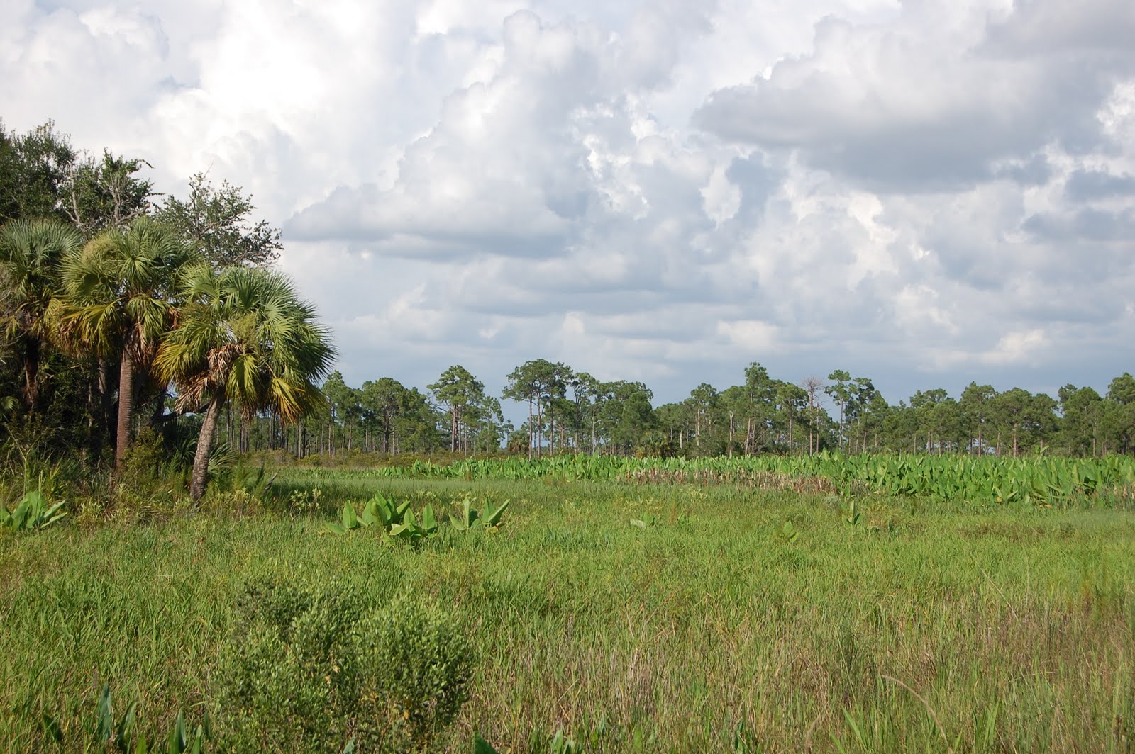 Field Notes and Photos: Tucker's Grade: Landscapes in Florida's Wet Prairie